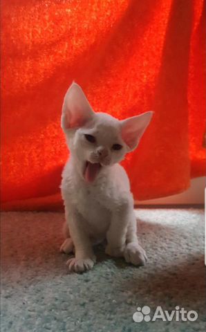 Белый рексик