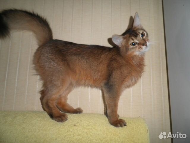 Сомалийские мальчишки