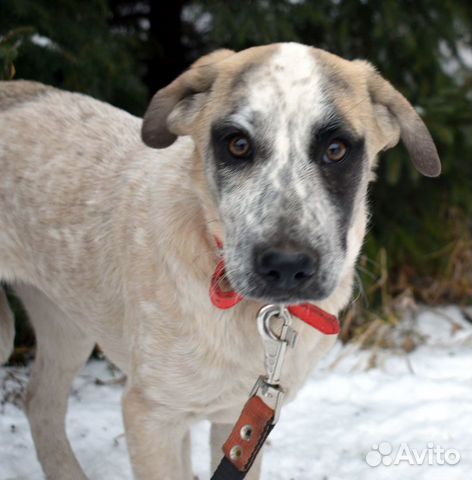 Щенок Глаша 5 месяцев