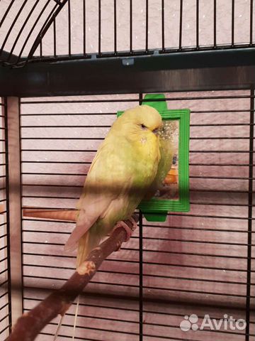 Попугай волнистый выставочный чех