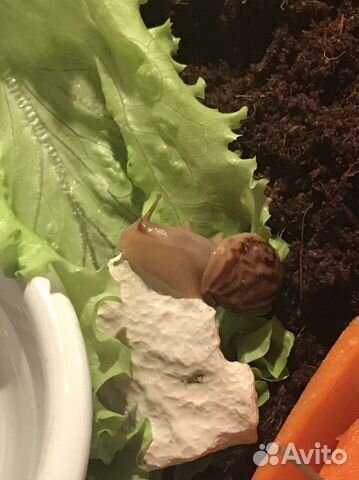 Ахатины белые с темными рожками