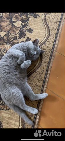 Котик