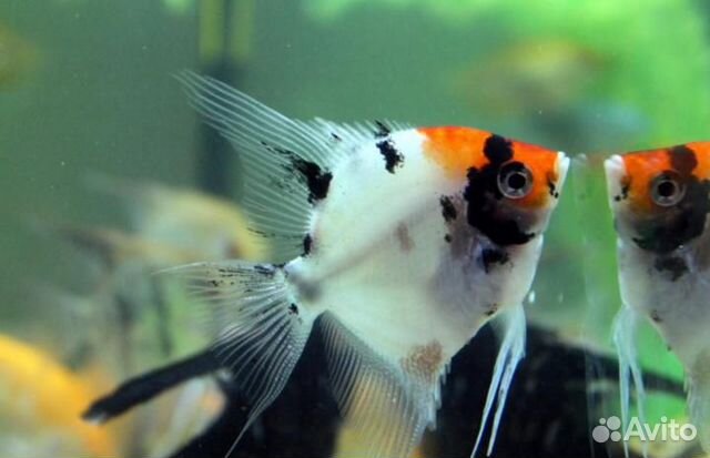 Скалярия кои ангел + аквариум