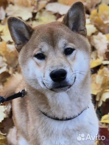 Shiba-inu Сиба-ину вязка