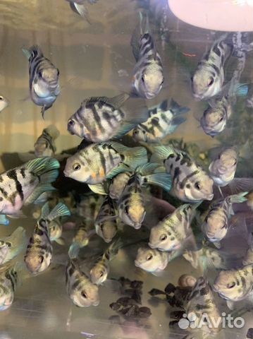 Рыбки- попугаи