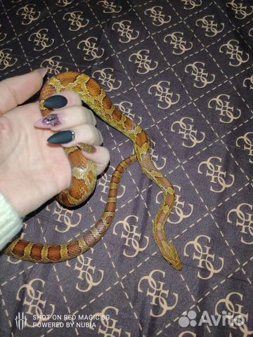 Массовый полоз