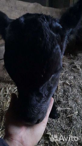 Телята месячные