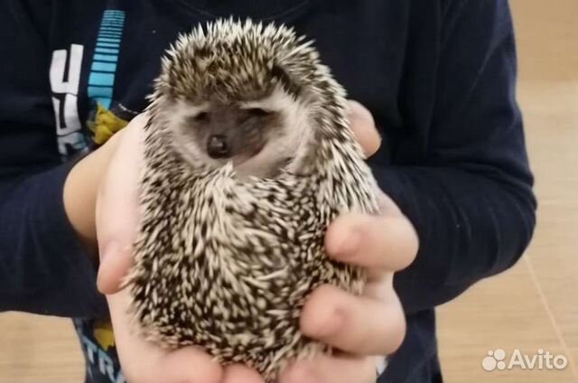 Самочка африканского ёжика с клеткой