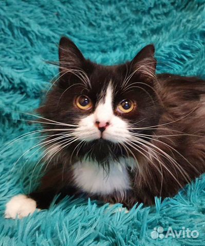 Кот Кардамон в хорошие руки