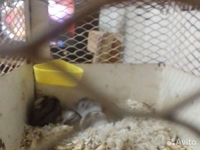 Джунгарский хомяк