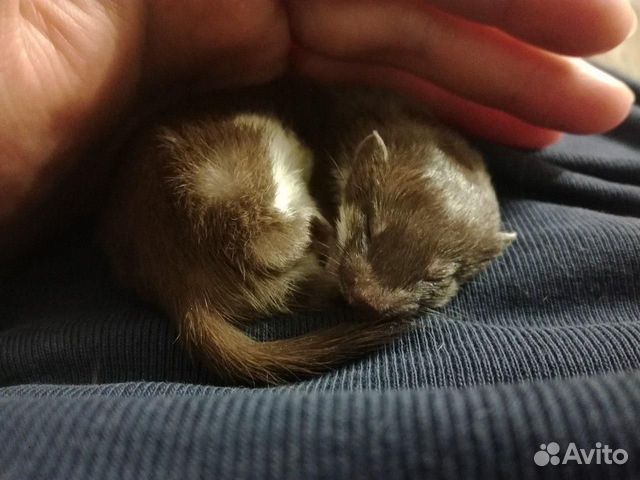 Самец Ласки