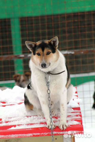 Витас в поисках семьи