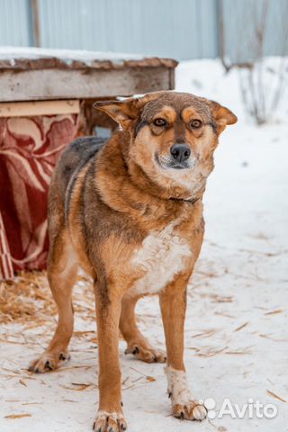 Гретта - супер собака