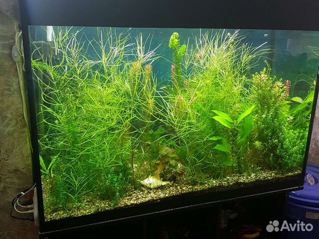 Аквариум