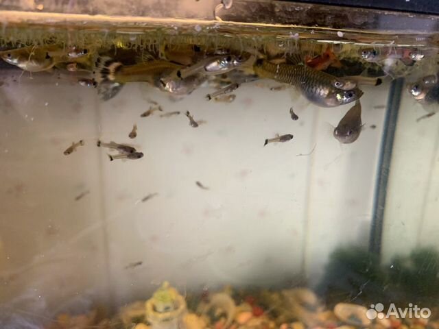 Гуппи, мальки. Обмен на растения