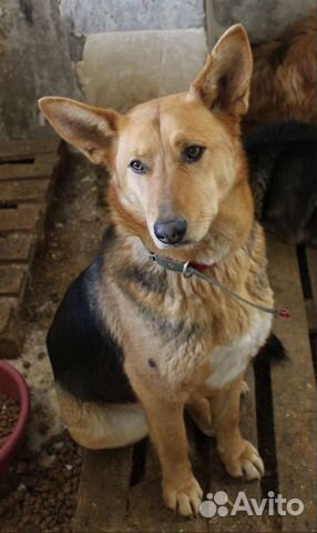 Собака ушастик у отлове