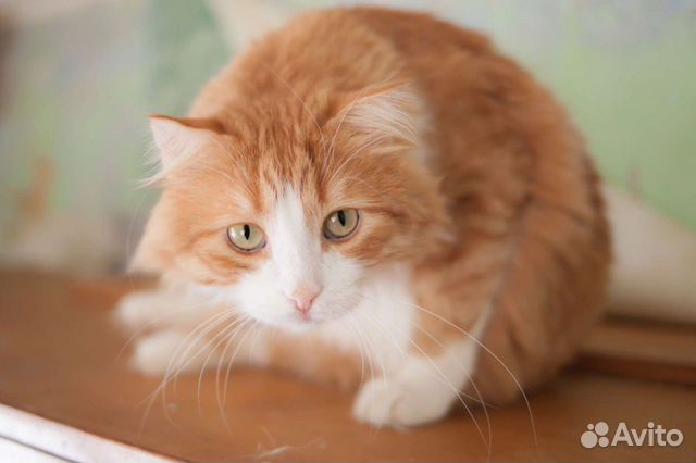 Кот Алекс