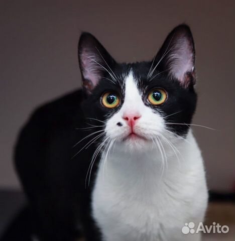 Котёнок в дар в добрые руки