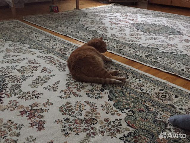 Отдам рыжего бесстыжего кота