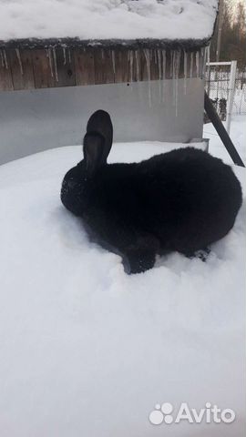 Продам крола рабочего