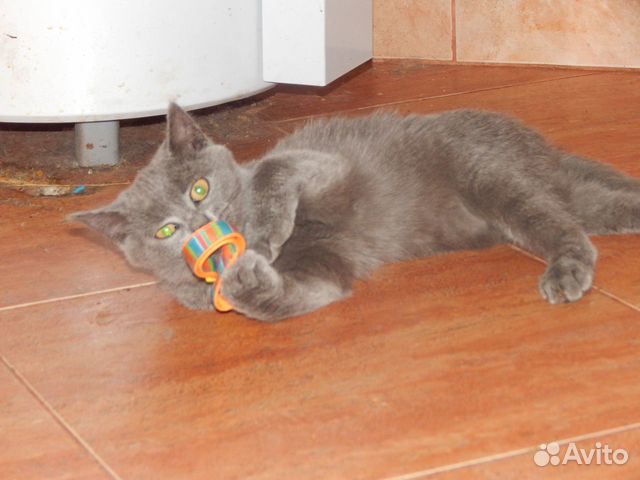 Классный метис британца котик 4 мес