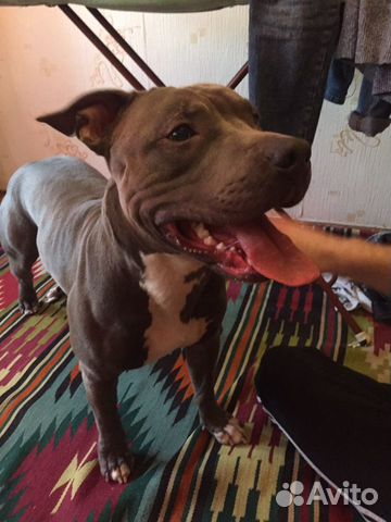 Стаффорд Вязка