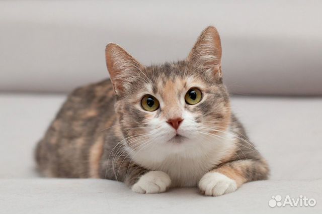 Кошка Джули