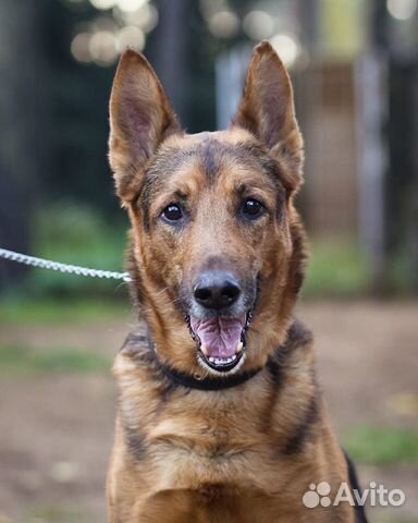 Отдам в добрые руки овчарку(метис)