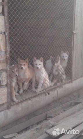 Собака