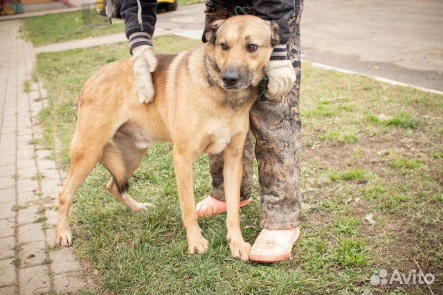 Собака в добрые руки