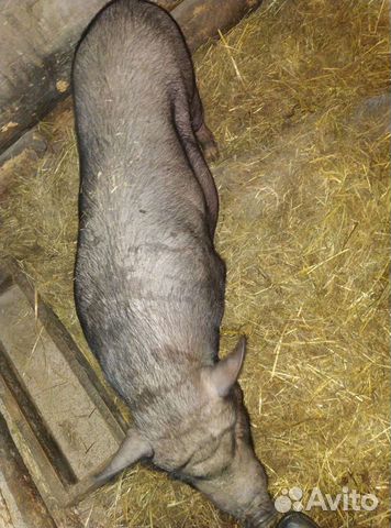 Вьетнамская свиноматка