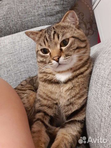 Отдам кота в добрые руки