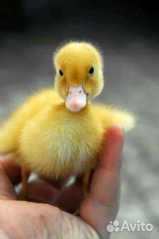 Утята суточные