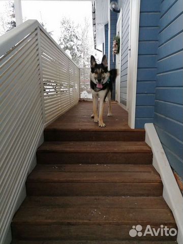 Метис восточно-европейской овчарки