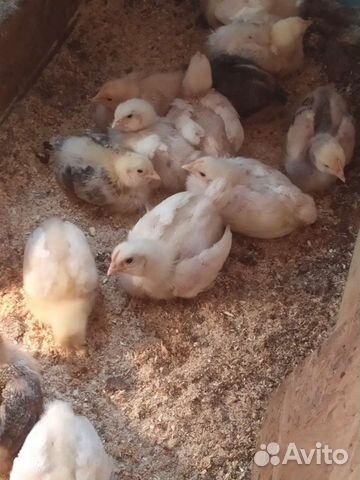 Цыплята