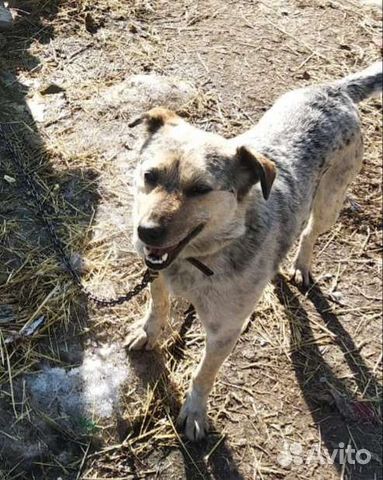 Кузьма отдам в добрые руки. Доставка