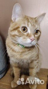 Красавец Подорожник