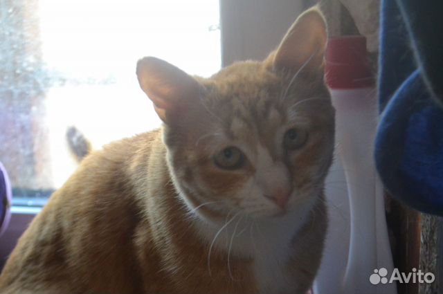 Ласковый котик Матвей в добрые руки