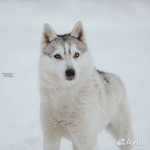 Черри из приюта