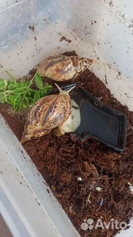 Улитки ахатины