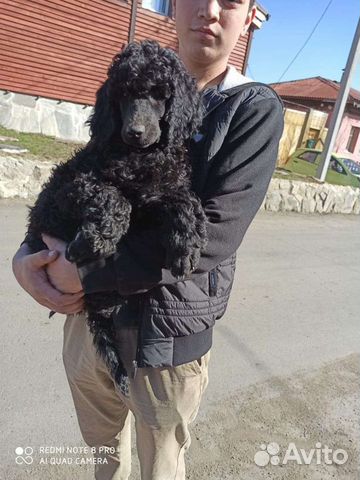 Королевский пудель