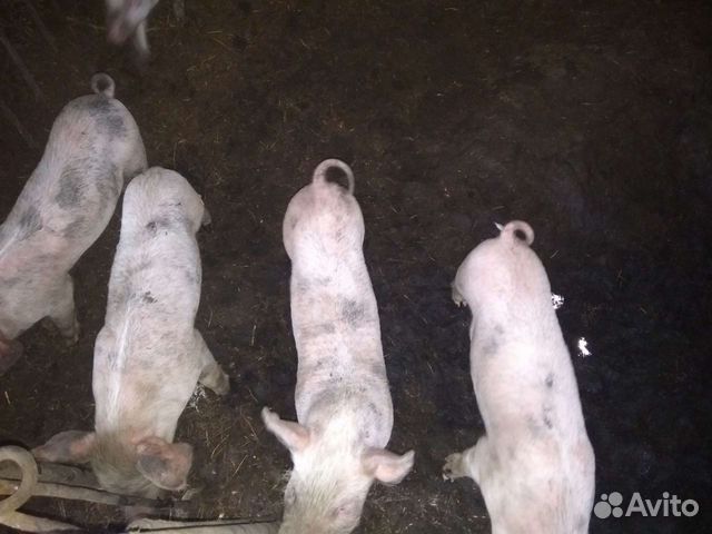 Поросята породы ландрас