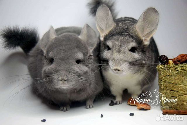 Пара шиншилл. Самочки молодые
