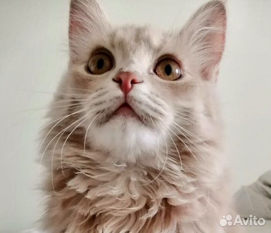 Котёнок персикого окраса, 5 месяцев, в добрые руки