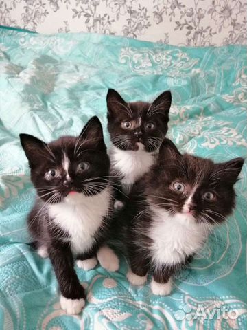 Кошки в добрые руки бесплатно
