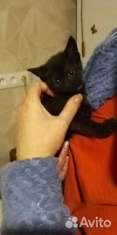 Малышок-котенок в очень добрые руки