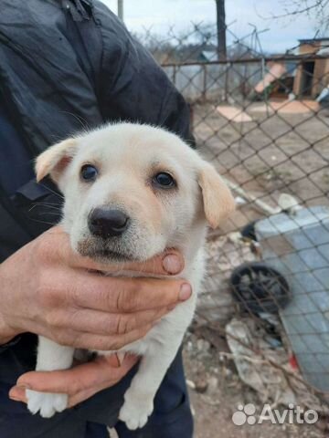 Шенок милый мальчик