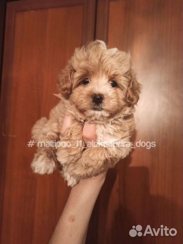 Maltipo F1 King Bendji Jr