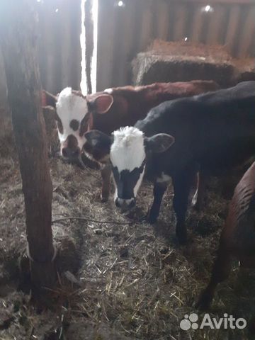 Телята бычки