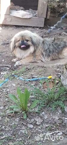 Продаю пикенеса